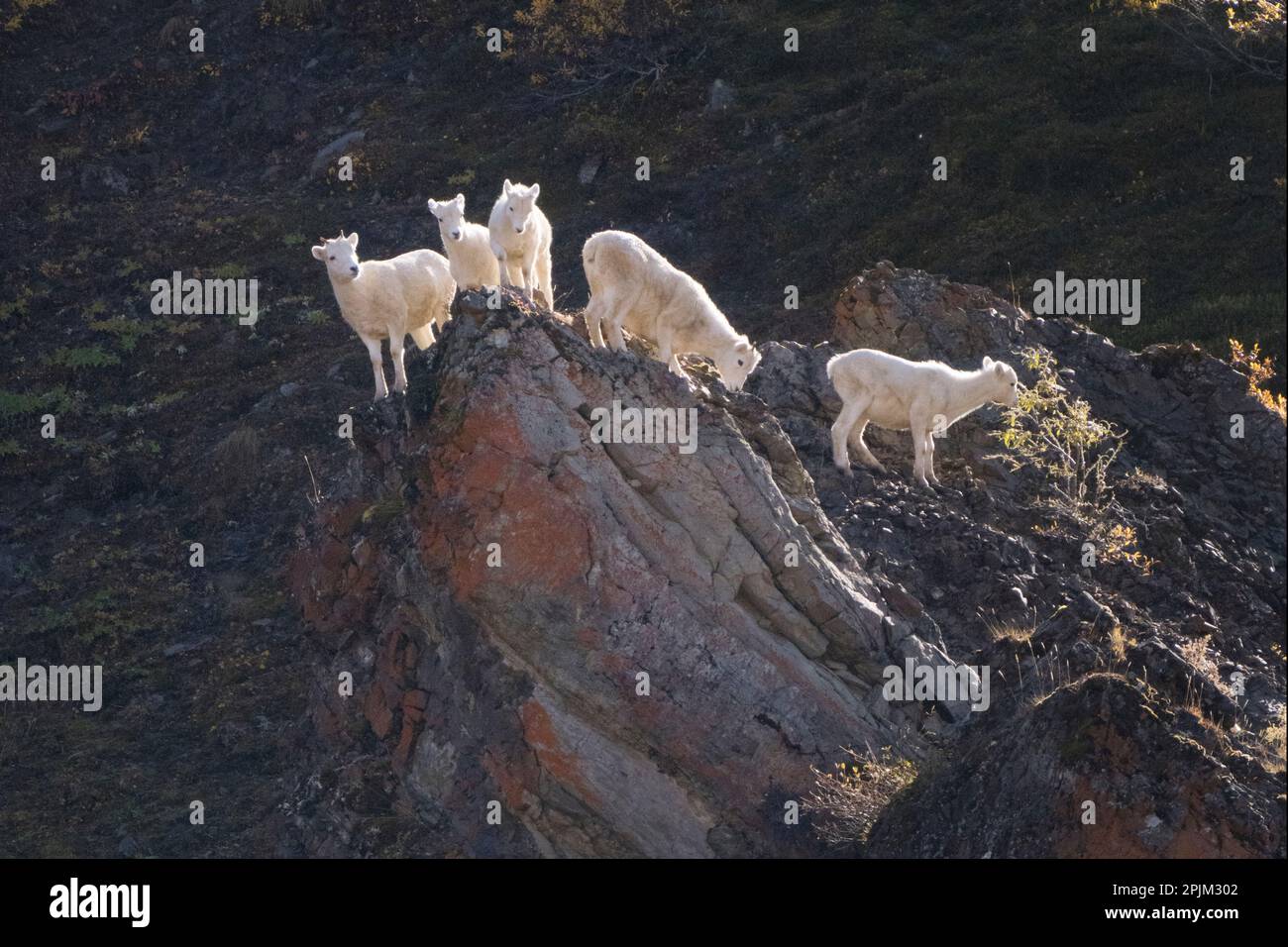 Alaska, Denali National Park. Four Dall sheep on a steep slope Stock ...