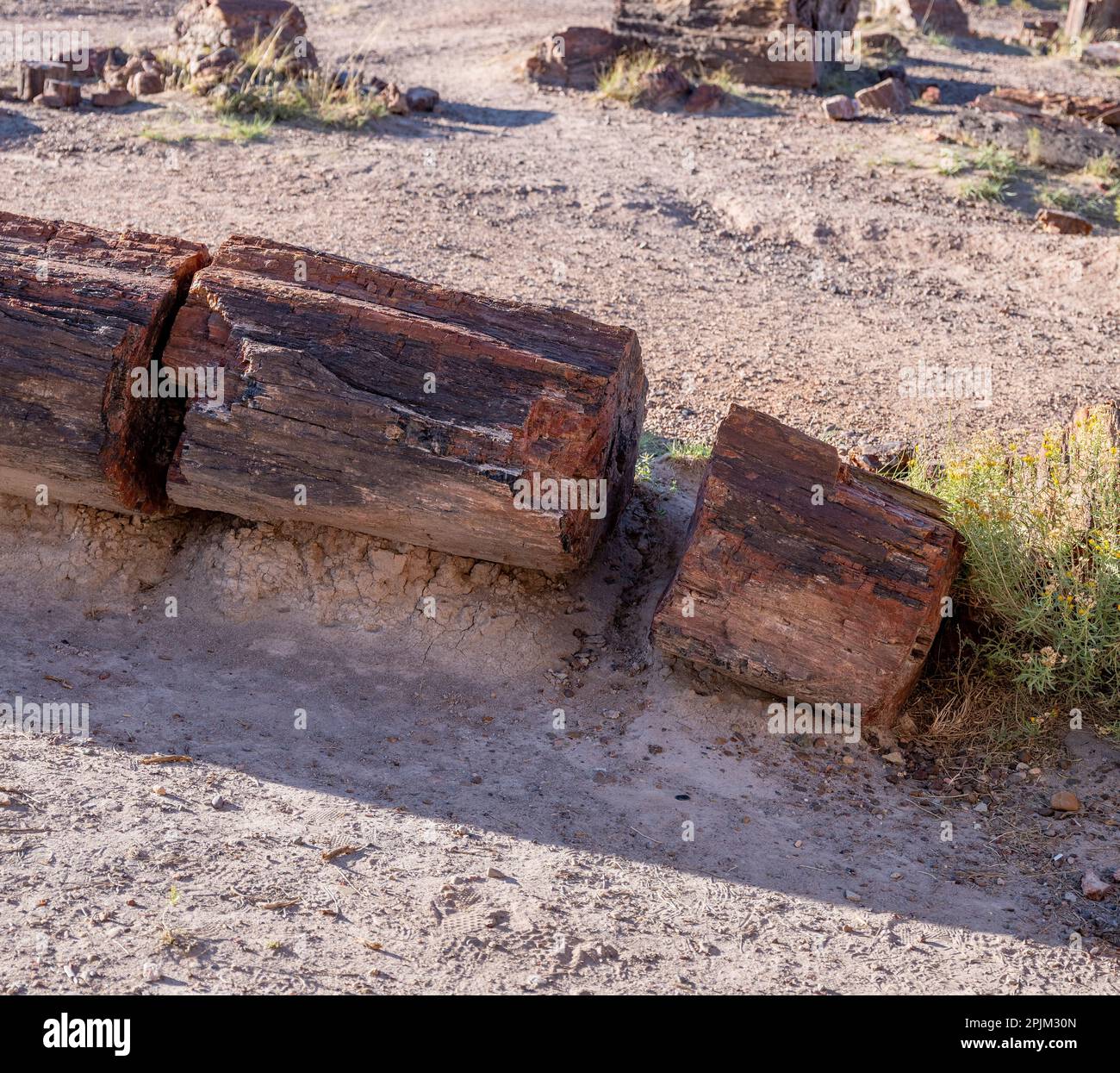 A fossilized tree millions of years old reposes in the desert at ...