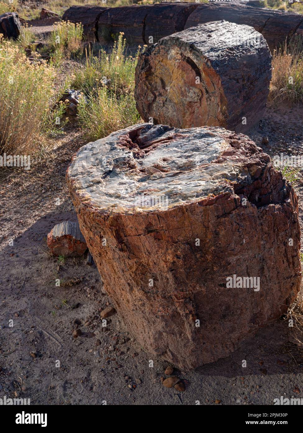 Tree stump fossil millions of years old reposes in the Arizona desert ...