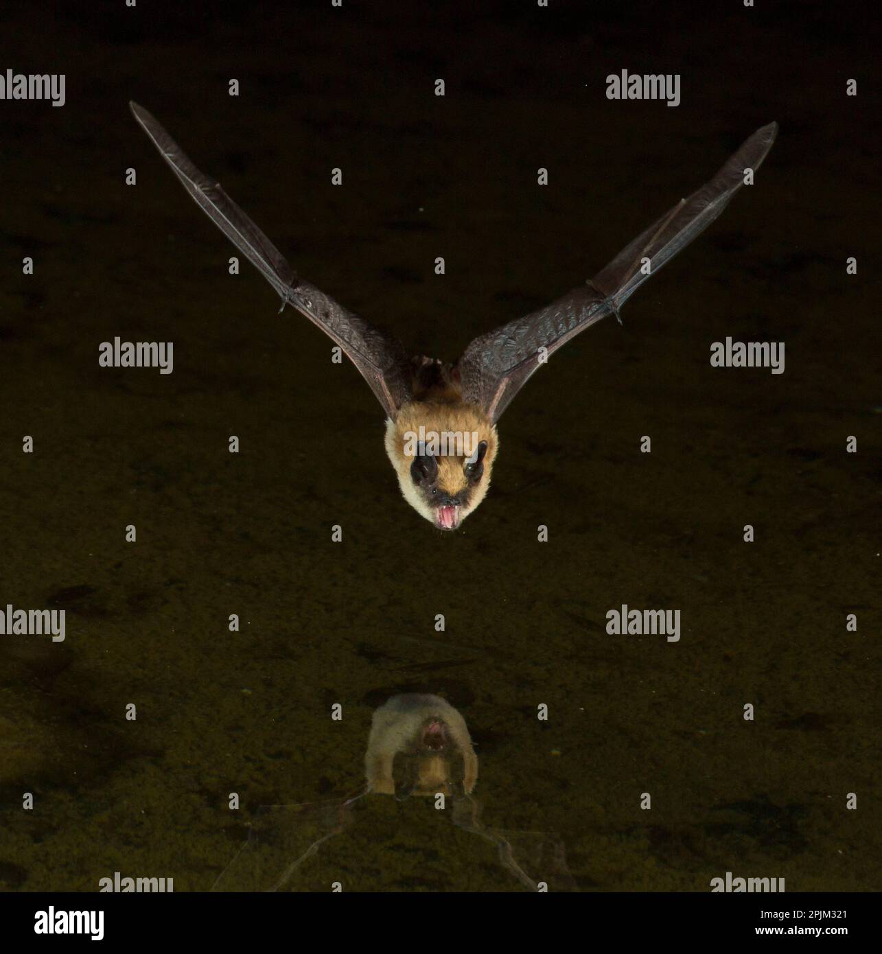 Big Brown Bat, Arizona, USA Stock Photo - Alamy
