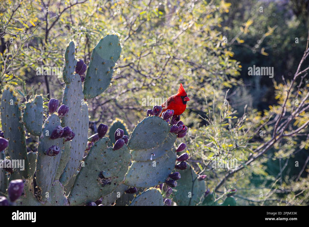 Cardinal bird cactus hi-res stock photography and images - Alamy
