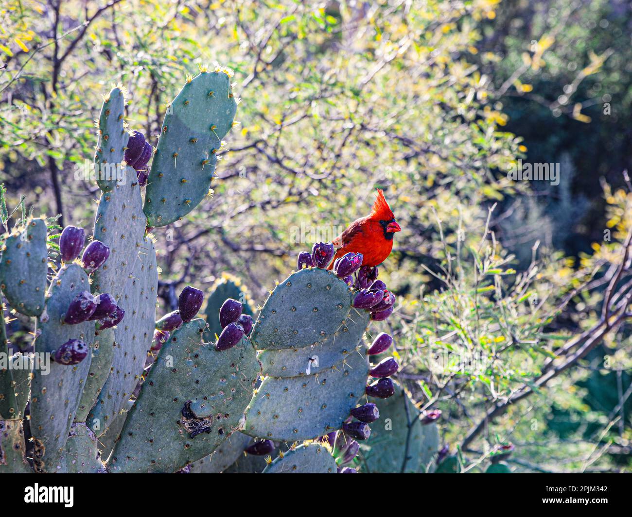 Boyce Thompson Arboretum, Superior, Arizona. Cardinal on cactus Stock ...