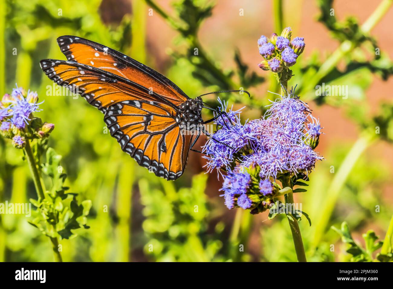 Queen butterfly on blue billy goat weed flower. Native to North and ...