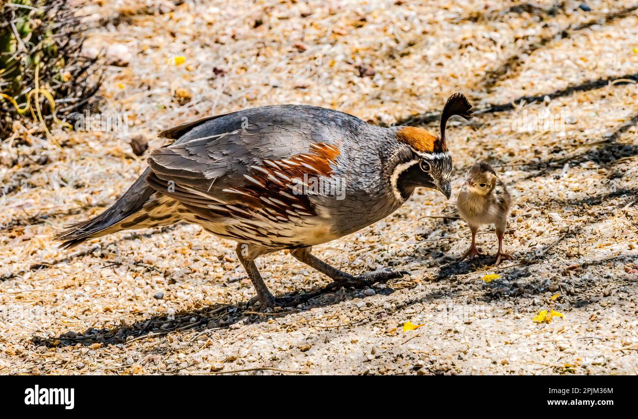 Gambel's quail giving food to chick, Desert Botanical Garden, Phoenix ...