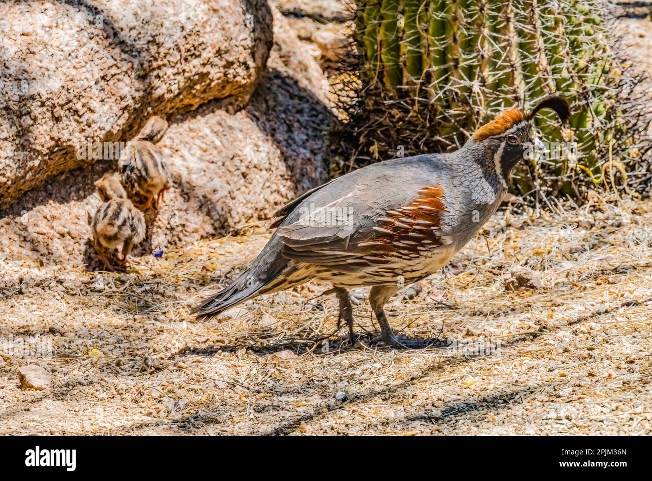 Quail chicks mother hi-res stock photography and images - Alamy