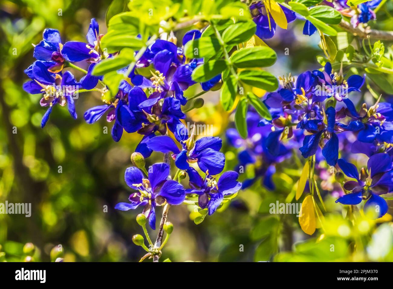 Blue flowers blooming, Desert Botanical Garden, Phoenix, Arizona Stock ...