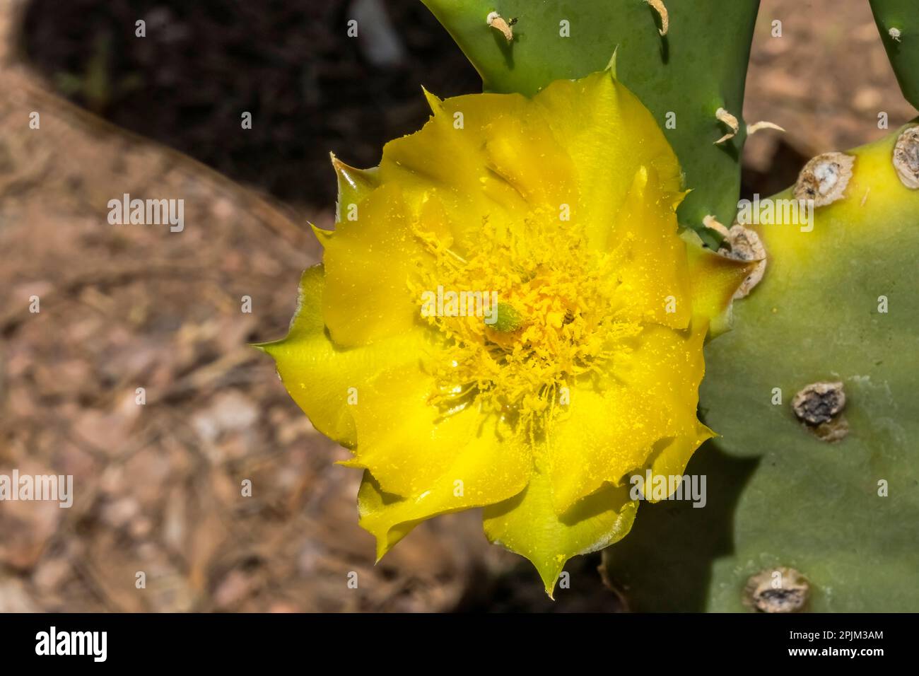Plains prickly pear cactus blooming, Desert Botanical Garden, Phoenix ...