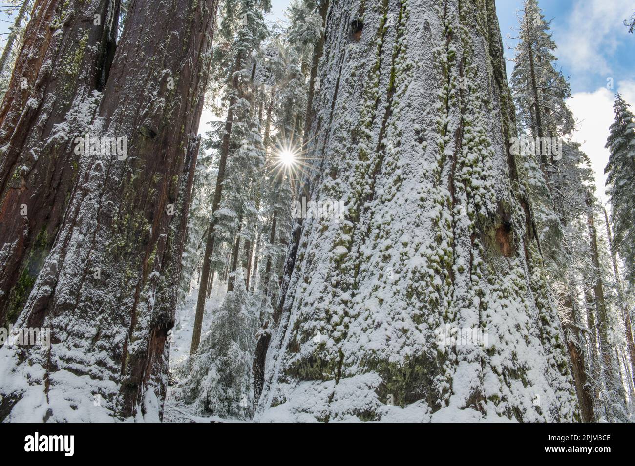 Fresh snow coating the trunk of this forest giant Stock Photo - Alamy