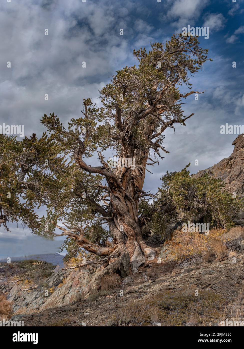 Oldest Living Thing On Earth