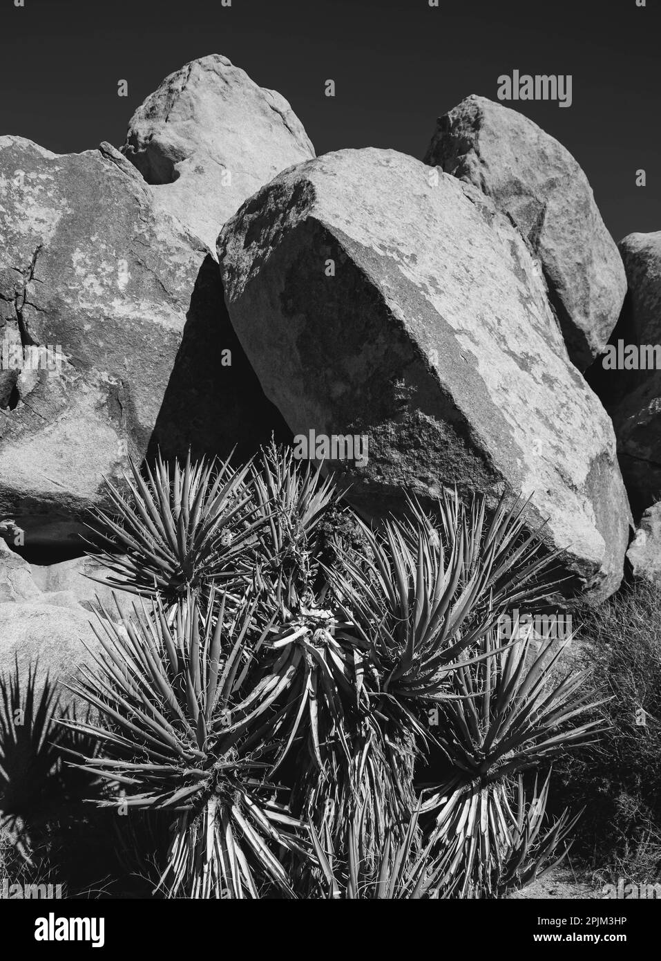 Granite Tree National Park, California Stock Photo - Alamy