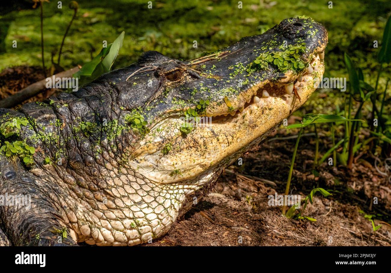 American Alligator, vegetation growing on skin, Florida, USA Stock ...