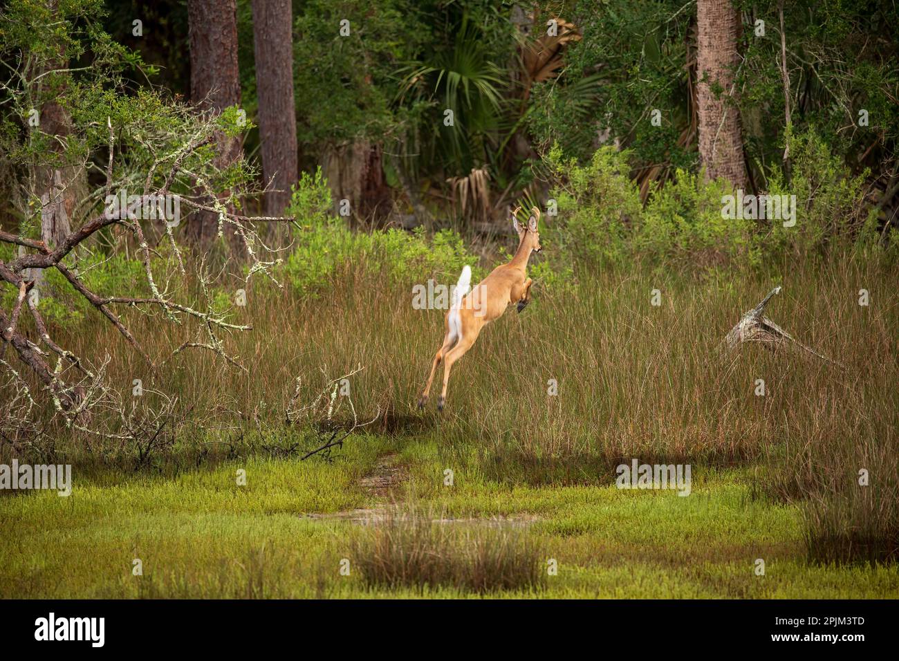 USA, Georgia, Savannah. White tail deer running thru the marsh Stock ...