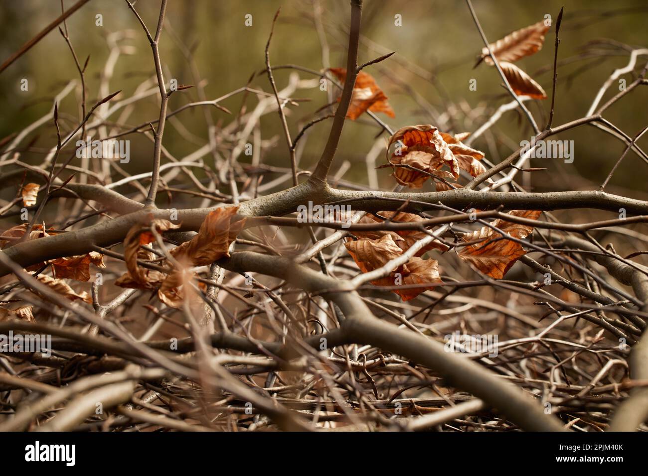 early spring and spring spinners, tree branches and leaves Stock Photo ...