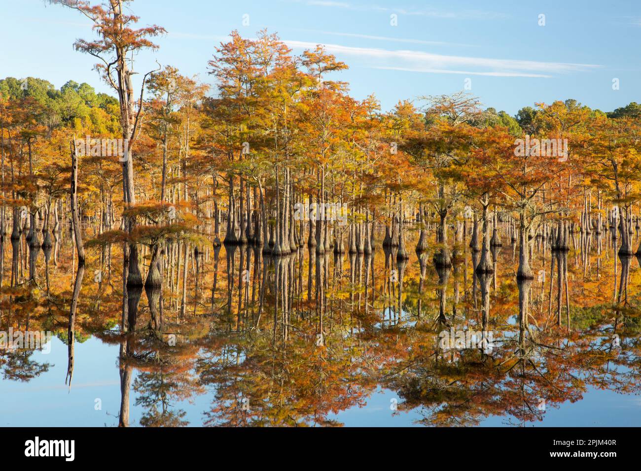 USA, Georgia, Twin City. Cypress trees in morning light in the fall ...