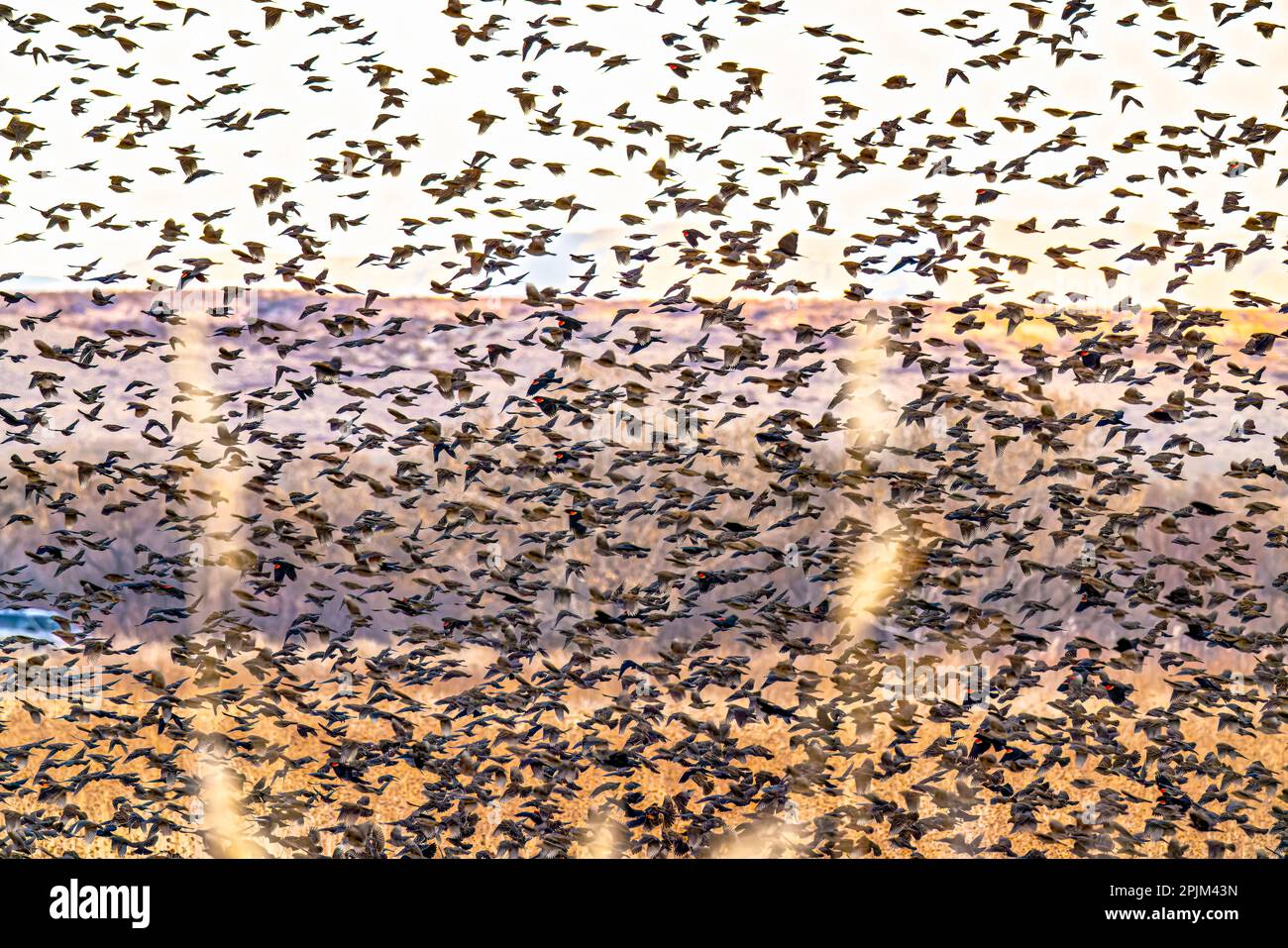 USA, New Mexico, Bosque del Apache National Wildlife Reserve. Flock of ...