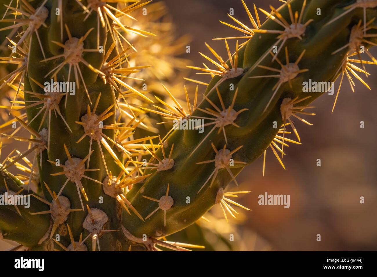 USA, New Mexico. Backlit cholla cactus spines Stock Photo - Alamy