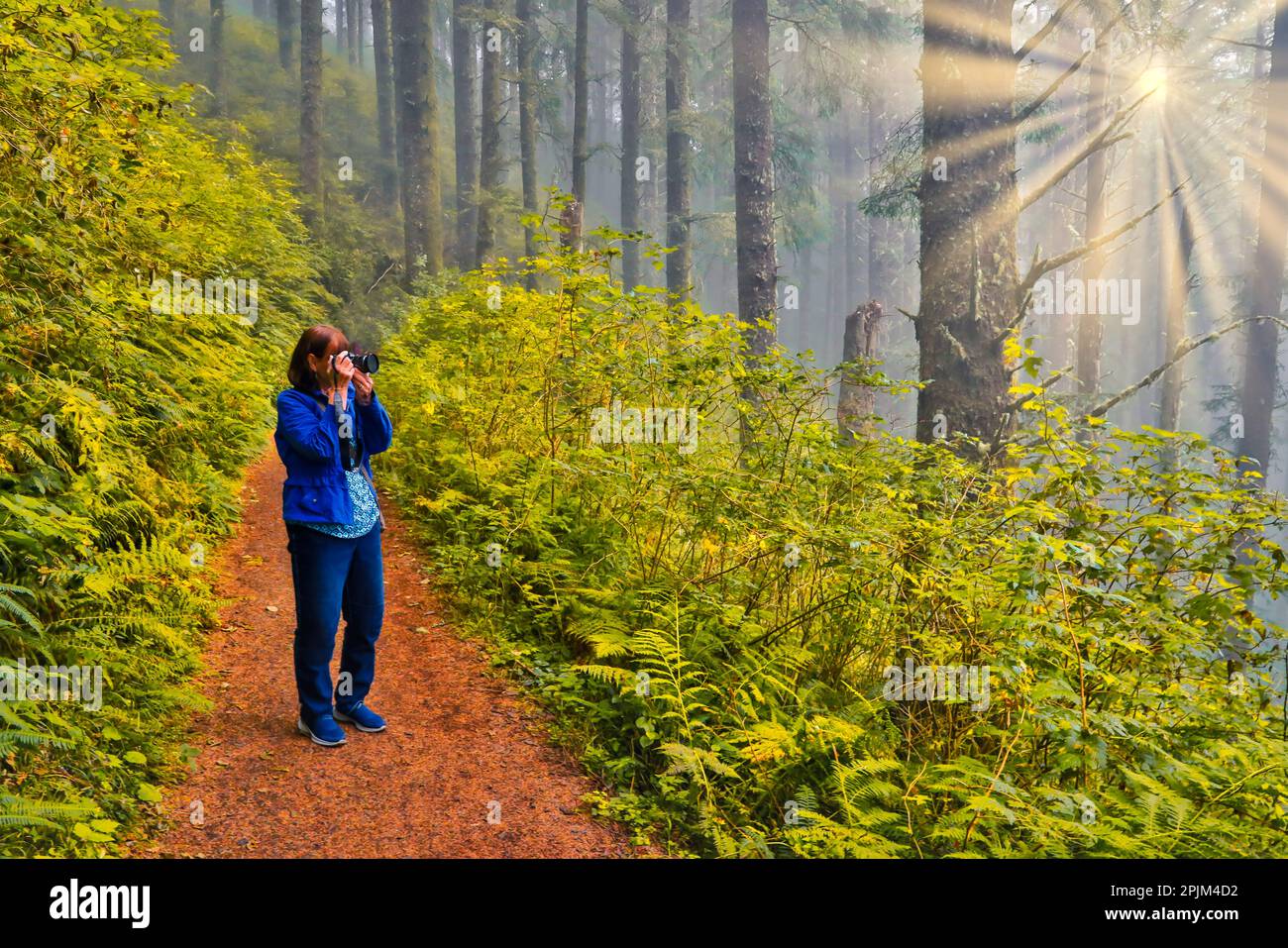 USA, Oregon. Lookout State Park trail with fog amongst Sitka spruce ...