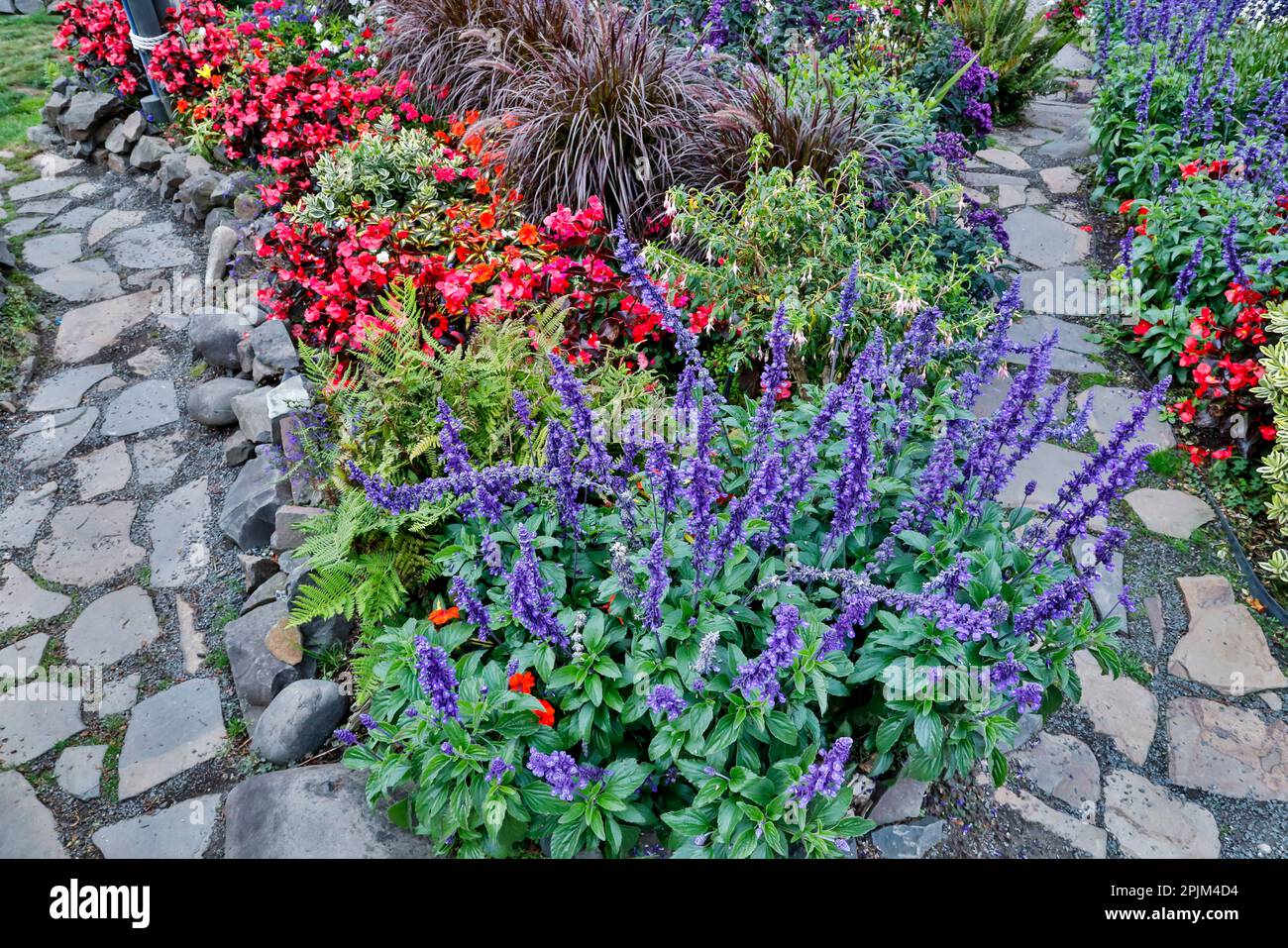 USA, Oregon. Cannon Beach Garden and path with Blue Salvia and reddish ...