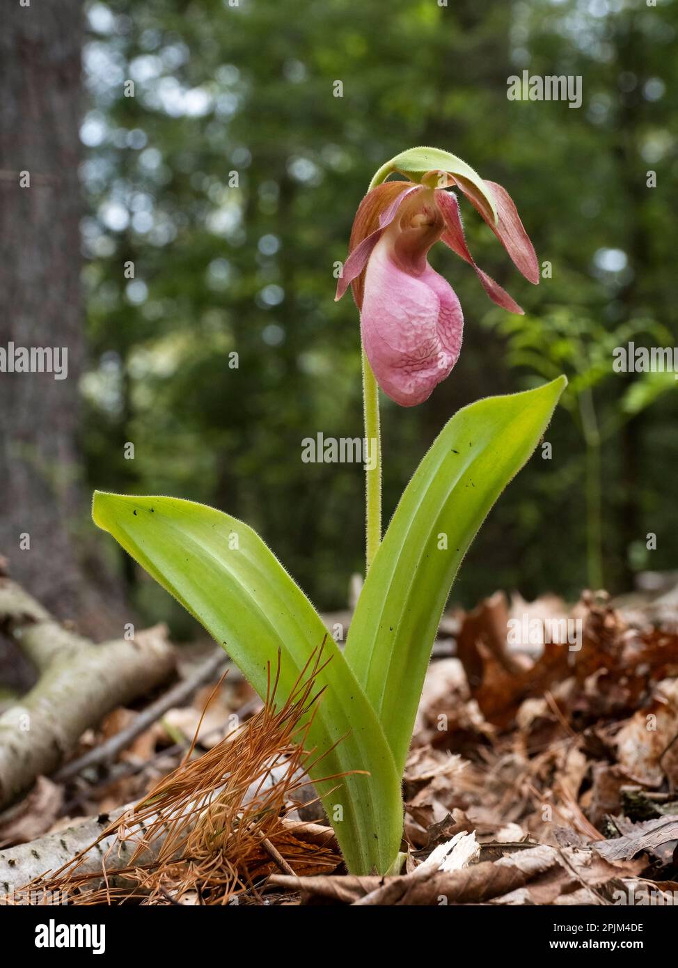 Pink Lady Slipper, Pennsylvania, USA Stock Photo - Alamy