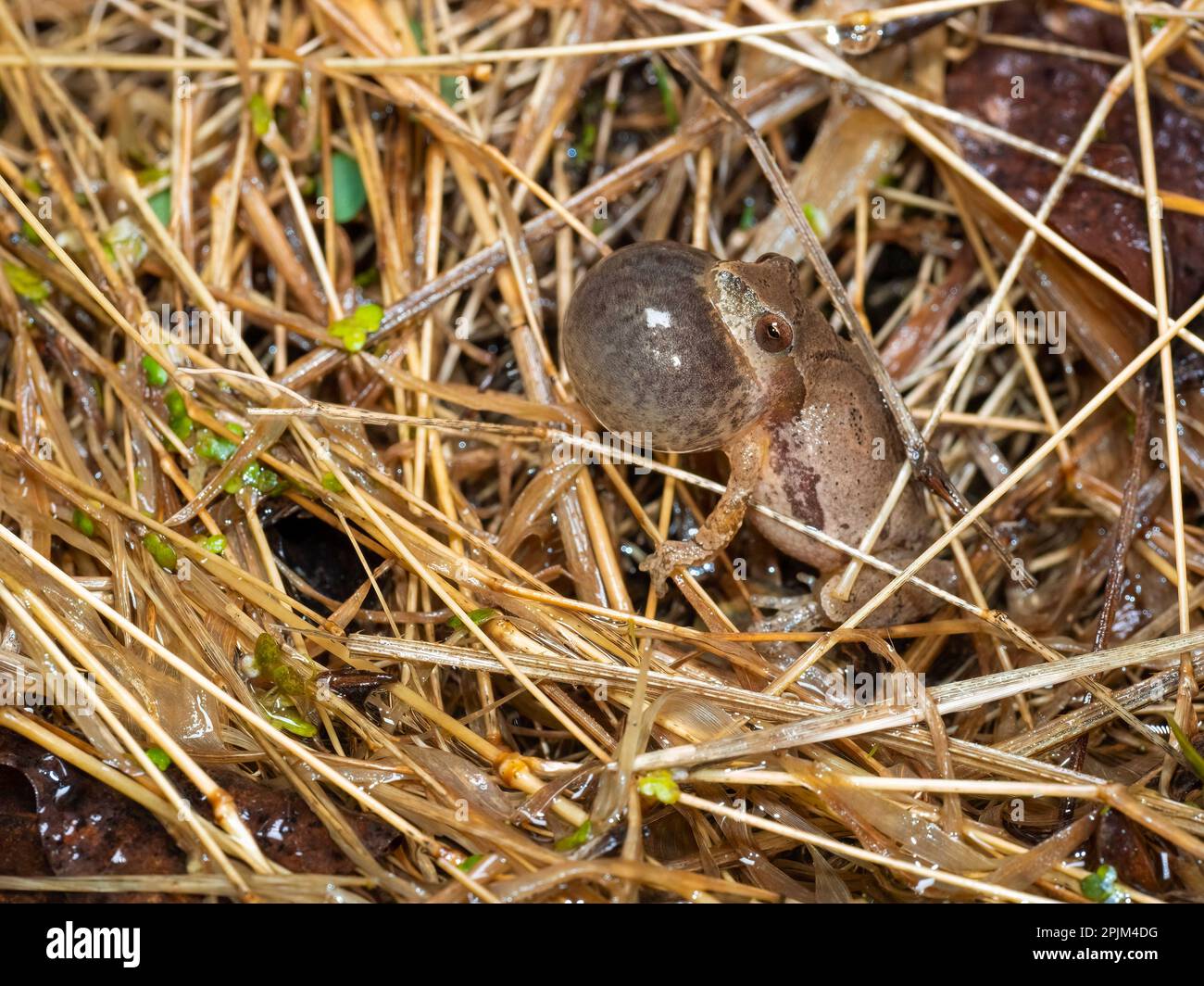 Spring peeper pseudacris crucifer hi-res stock photography and images ...
