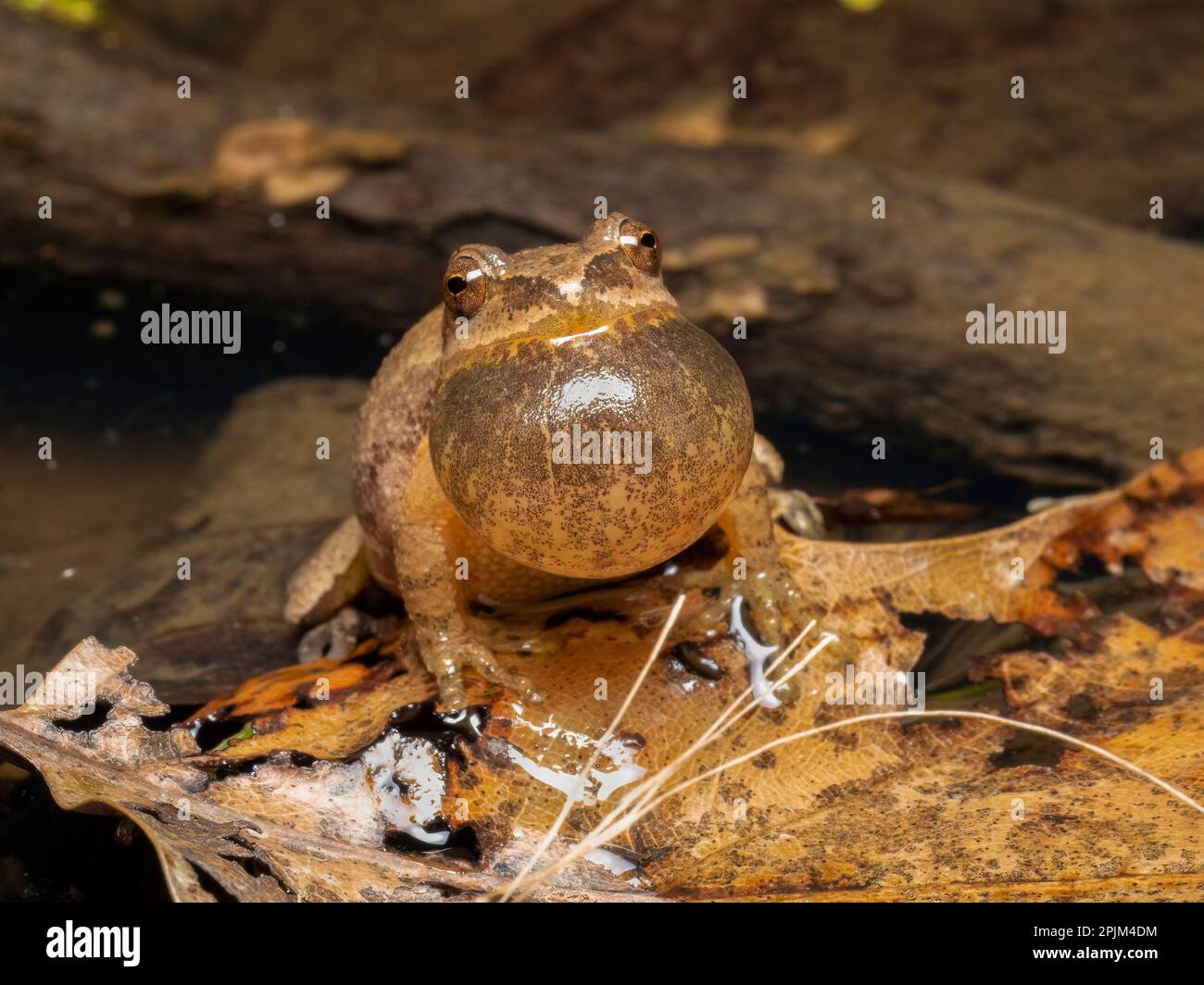Spring peeper hi-res stock photography and images - Alamy