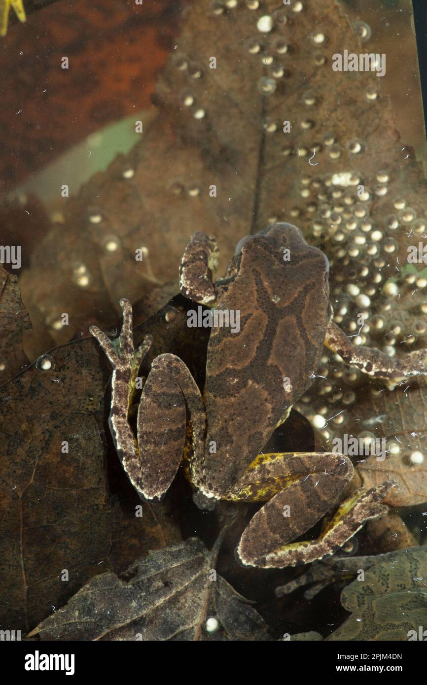 Spring peeper adult underwater amidst eggs, laid individually on leaves ...