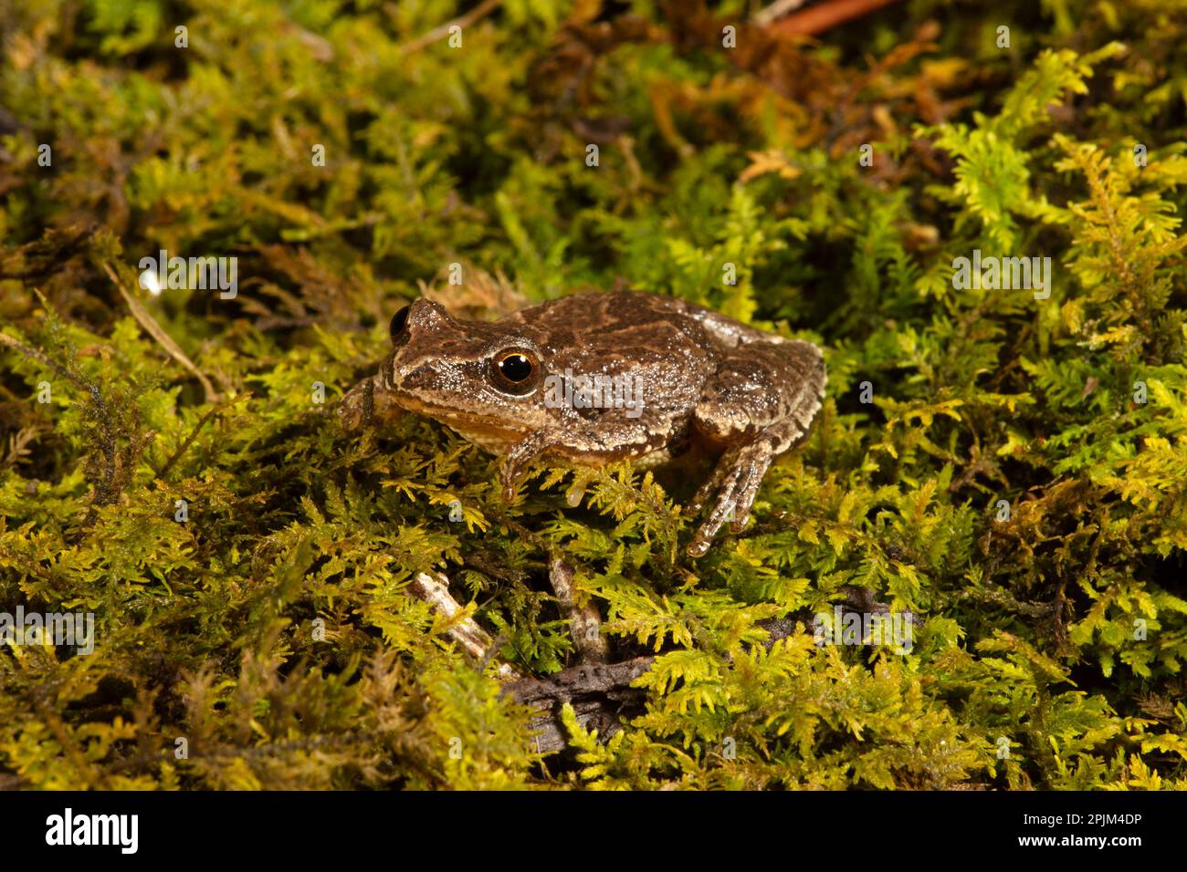 Spring peeper, Pennsylvania, USA Stock Photo - Alamy