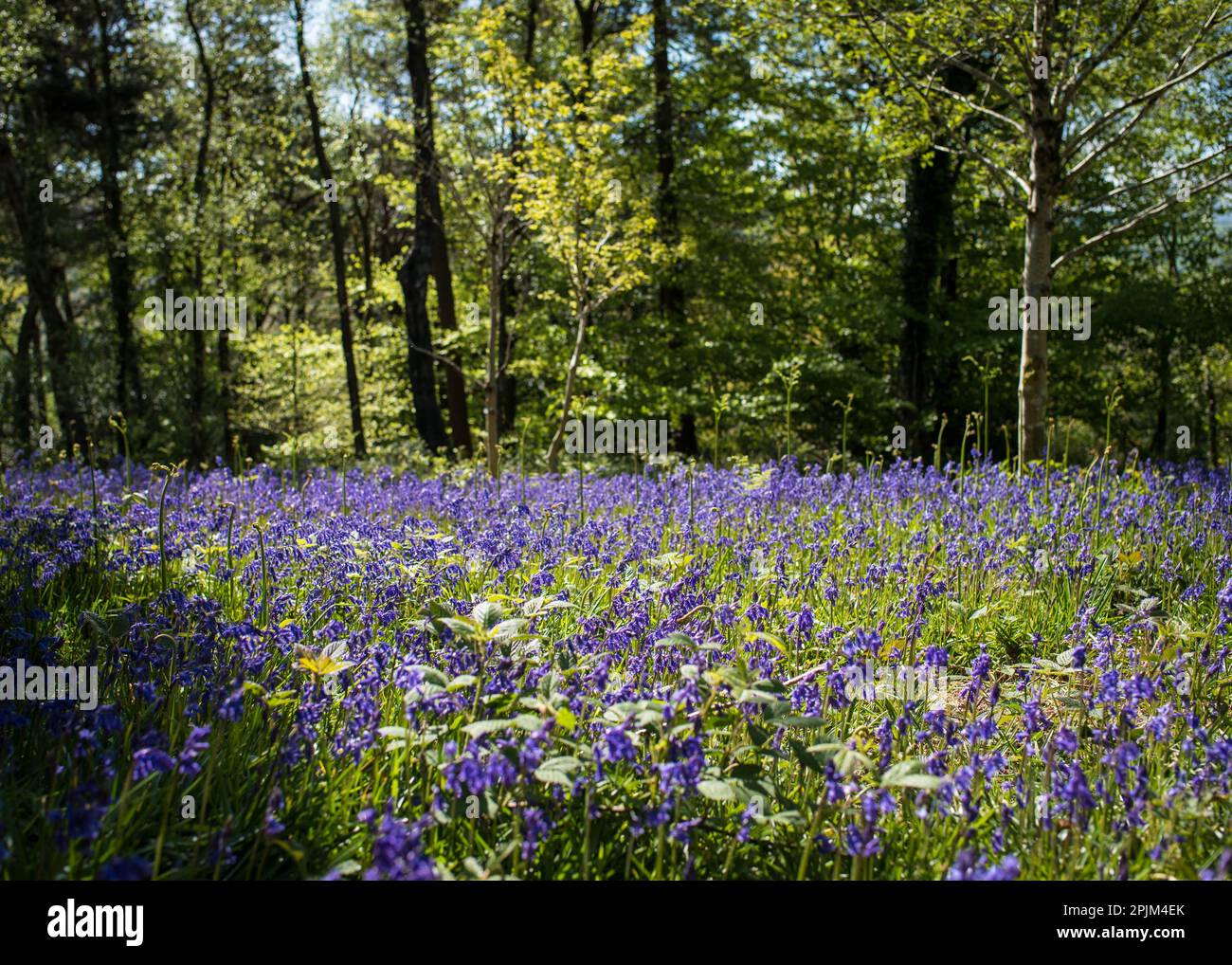 Devon flora and fauna hi-res stock photography and images - Alamy