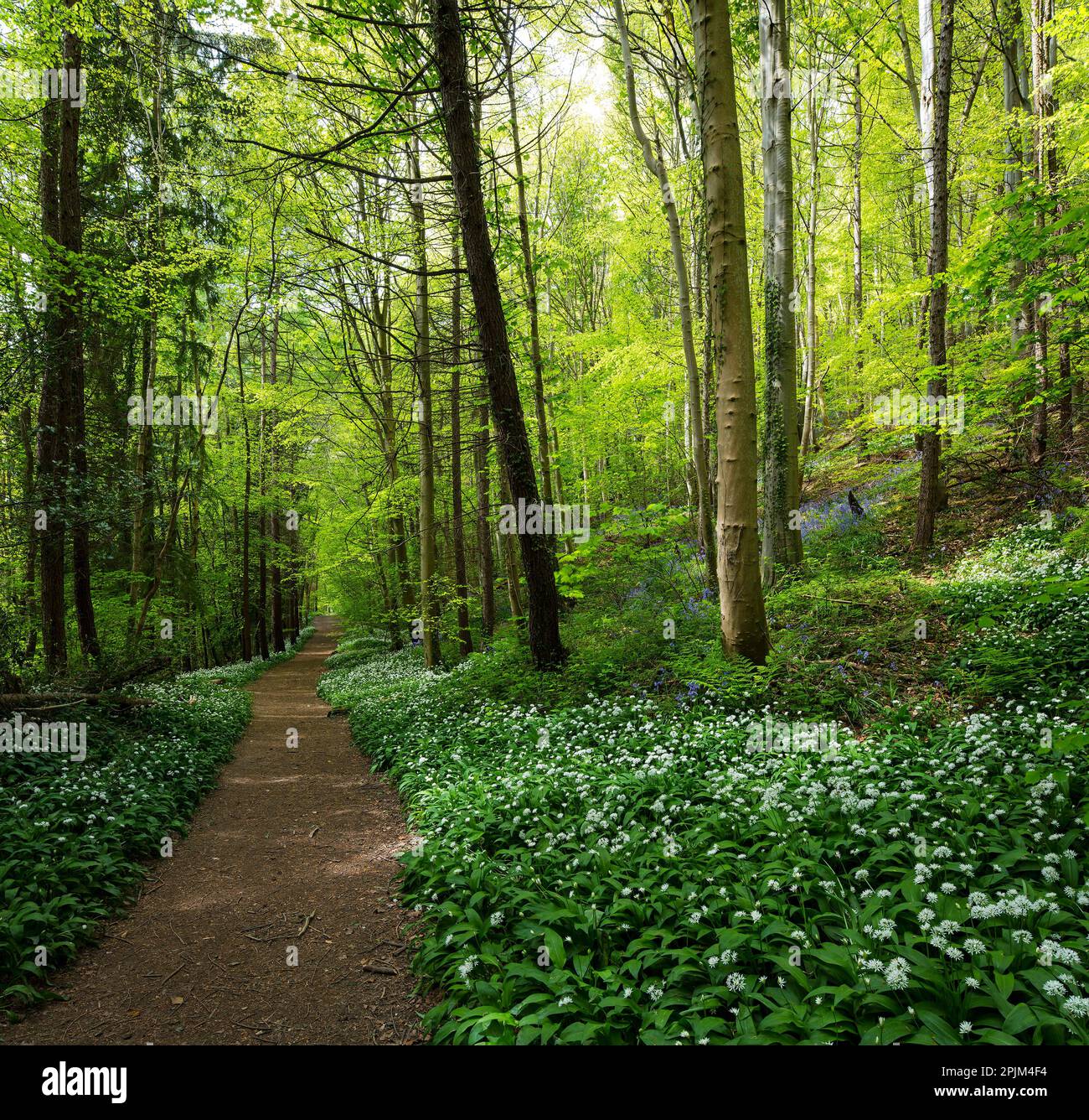 Wild garlic in Bothal Woods in Northumberland during Spring, North Eat ...