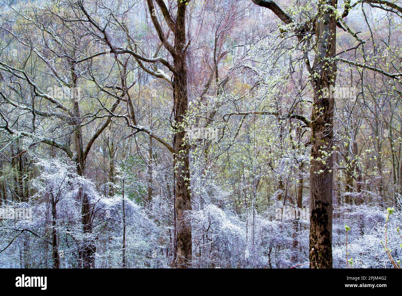 USA, Tennessee. Great Smoky Mountains National Park with late ...