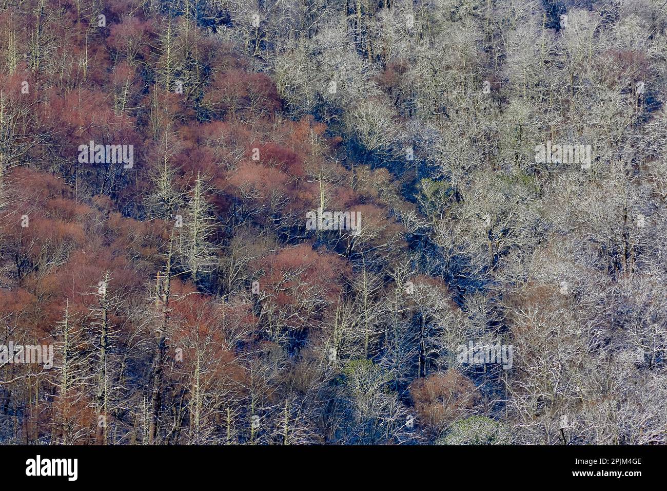 USA, Tennessee. Great Smoky Mountains National Park with late ...