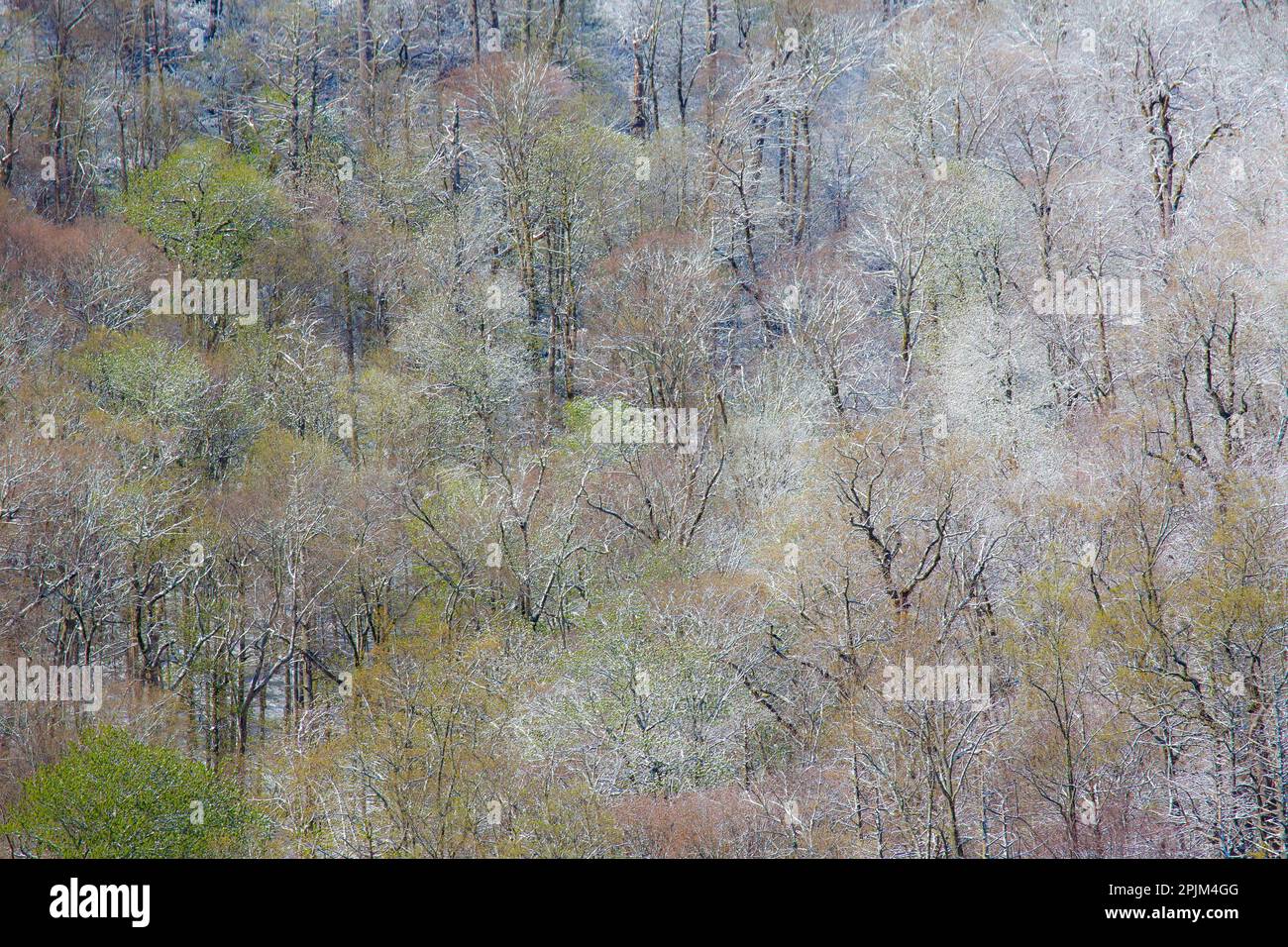 USA, Tennessee. Great Smoky Mountains National Park with late ...