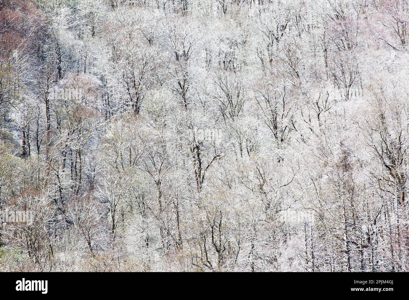 USA, Tennessee. Great Smoky Mountains National Park with late ...
