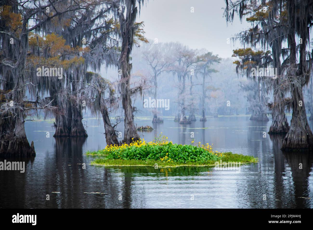 Flooded forest of lake caddo hi-res stock photography and images - Alamy