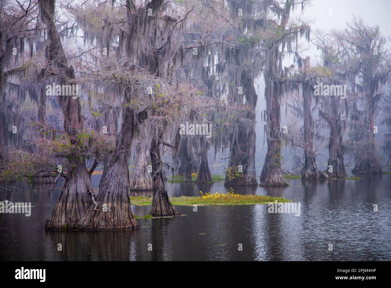 Flooded forest of lake caddo hi-res stock photography and images - Alamy