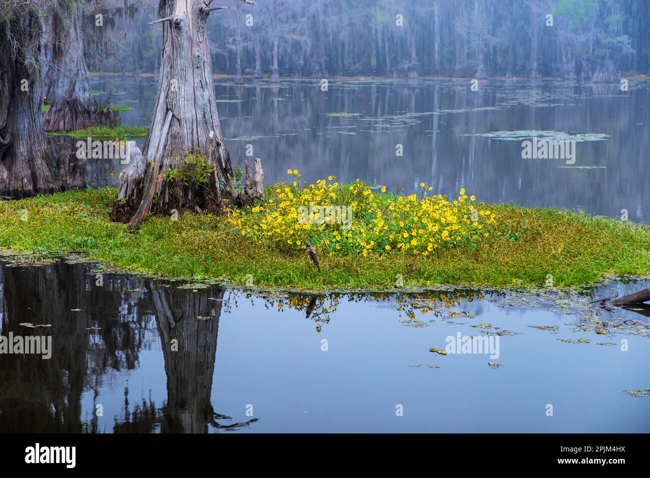 Flooded forest of lake caddo hi-res stock photography and images - Alamy