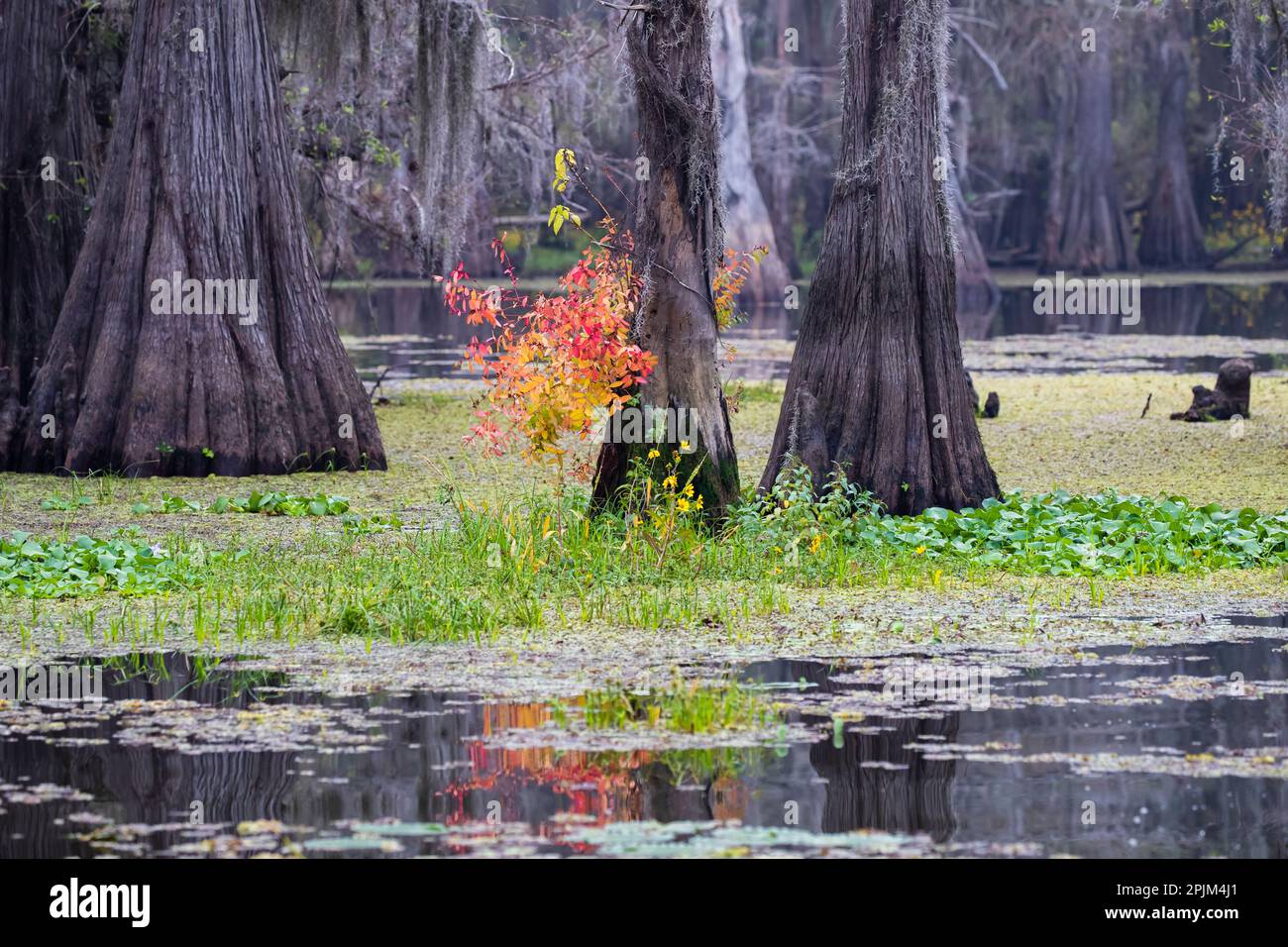 Flooded forest of lake caddo hi-res stock photography and images - Alamy
