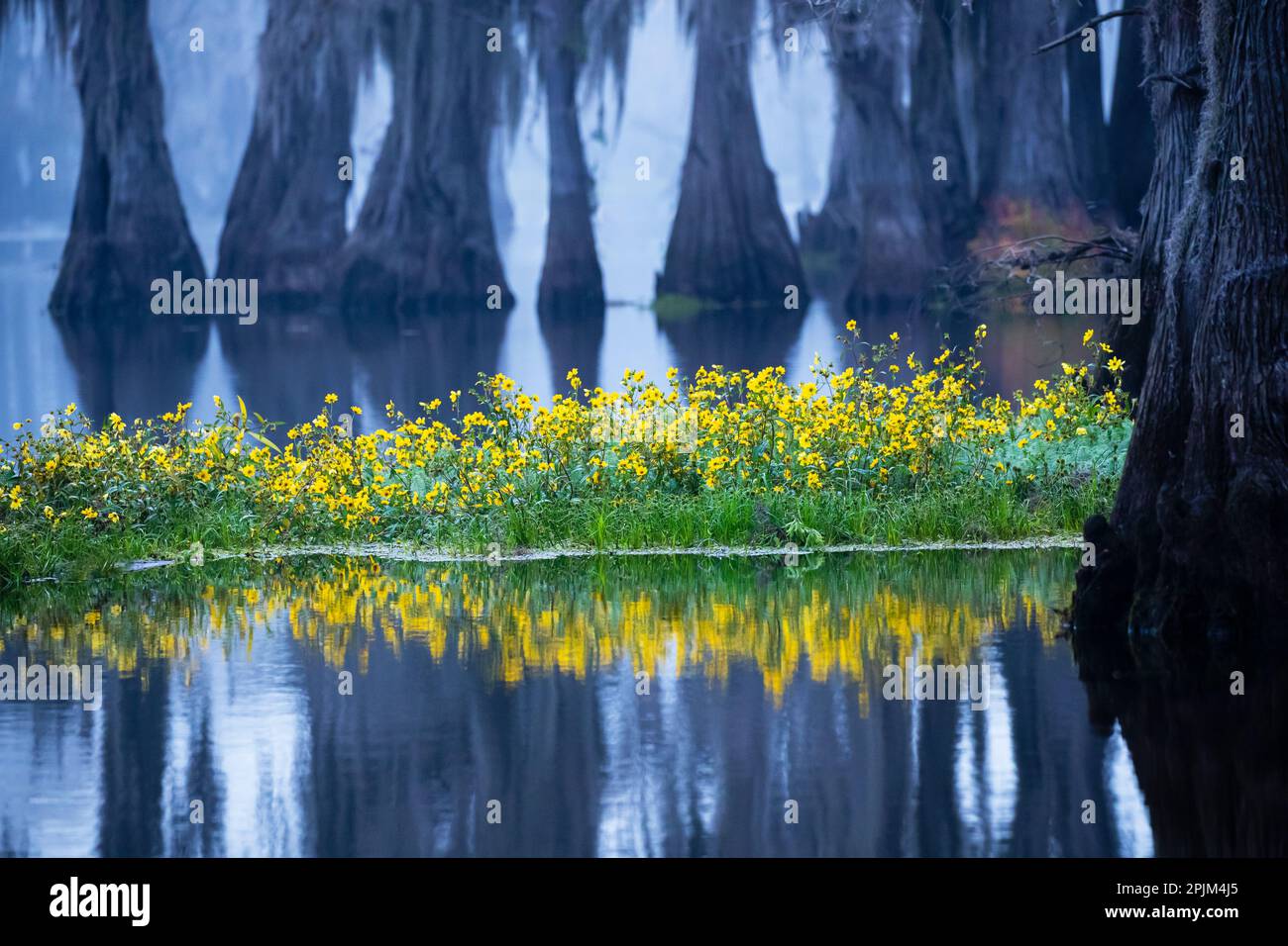 Caddo Lake, Texas Stock Photo - Alamy