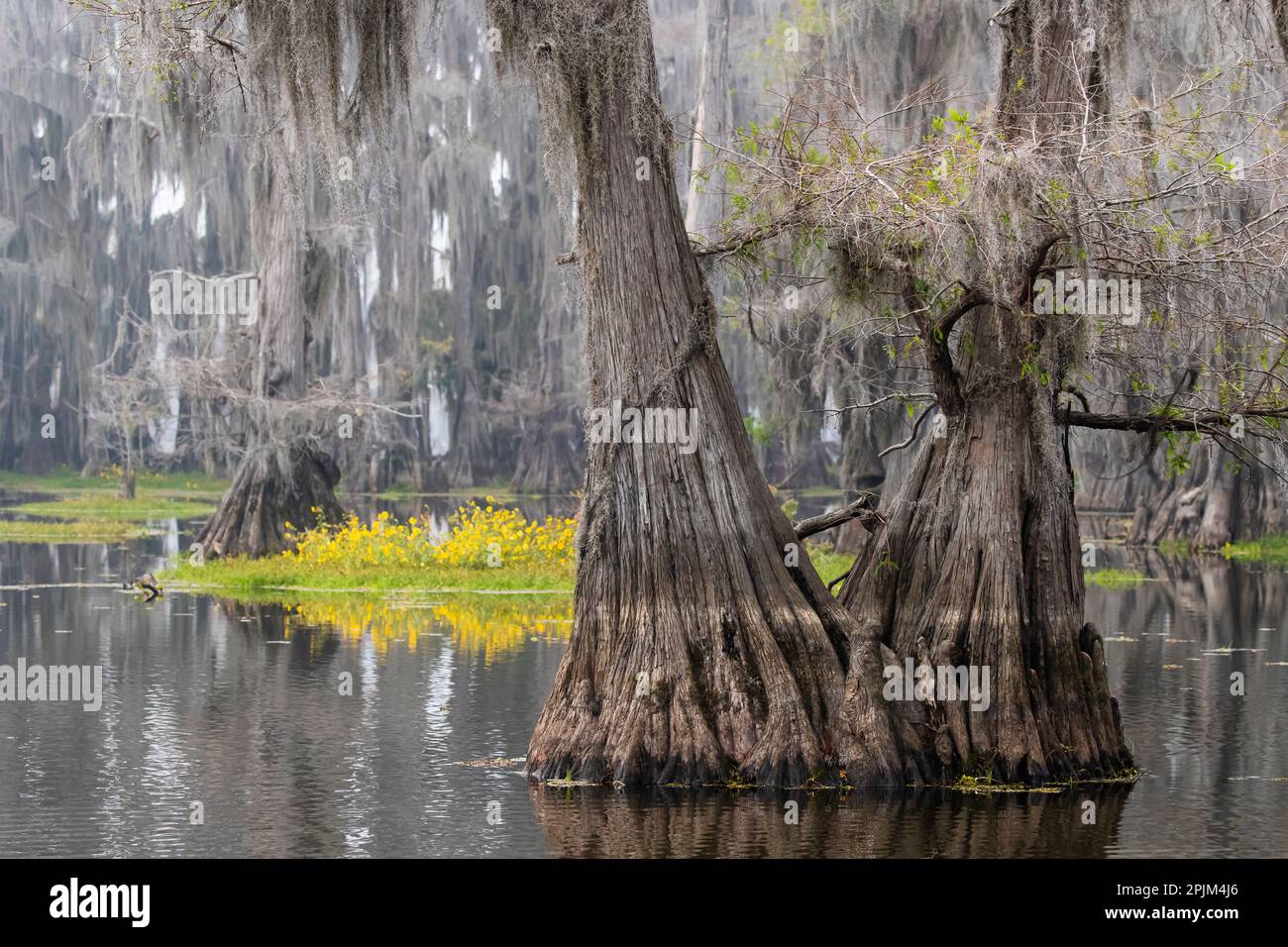 Flooded forest of lake caddo hi-res stock photography and images - Alamy