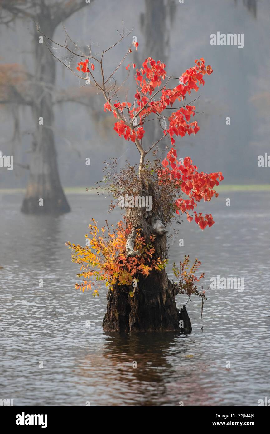 Chinese tallow autumn hi-res stock photography and images - Alamy