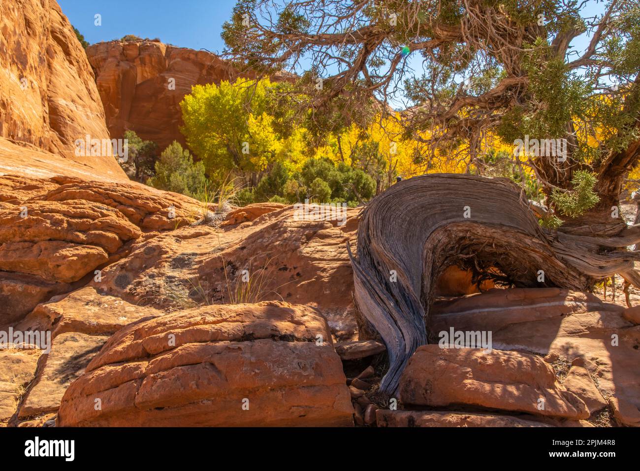 USA, Utah, Grand Staircase Escalante National Monument, Harris Wash ...