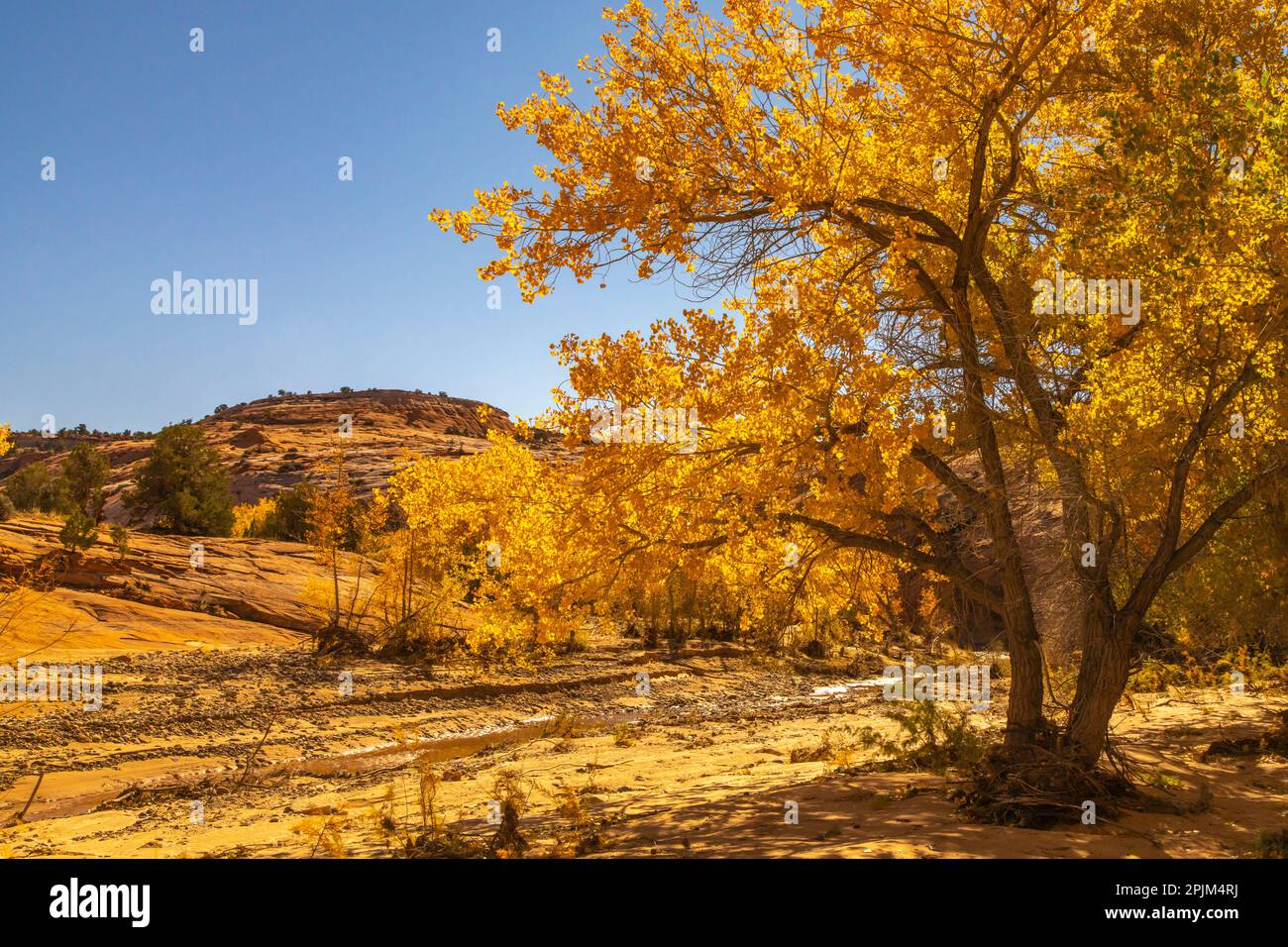 USA, Utah, Grand Staircase Escalante National Monument. Harris Wash and ...