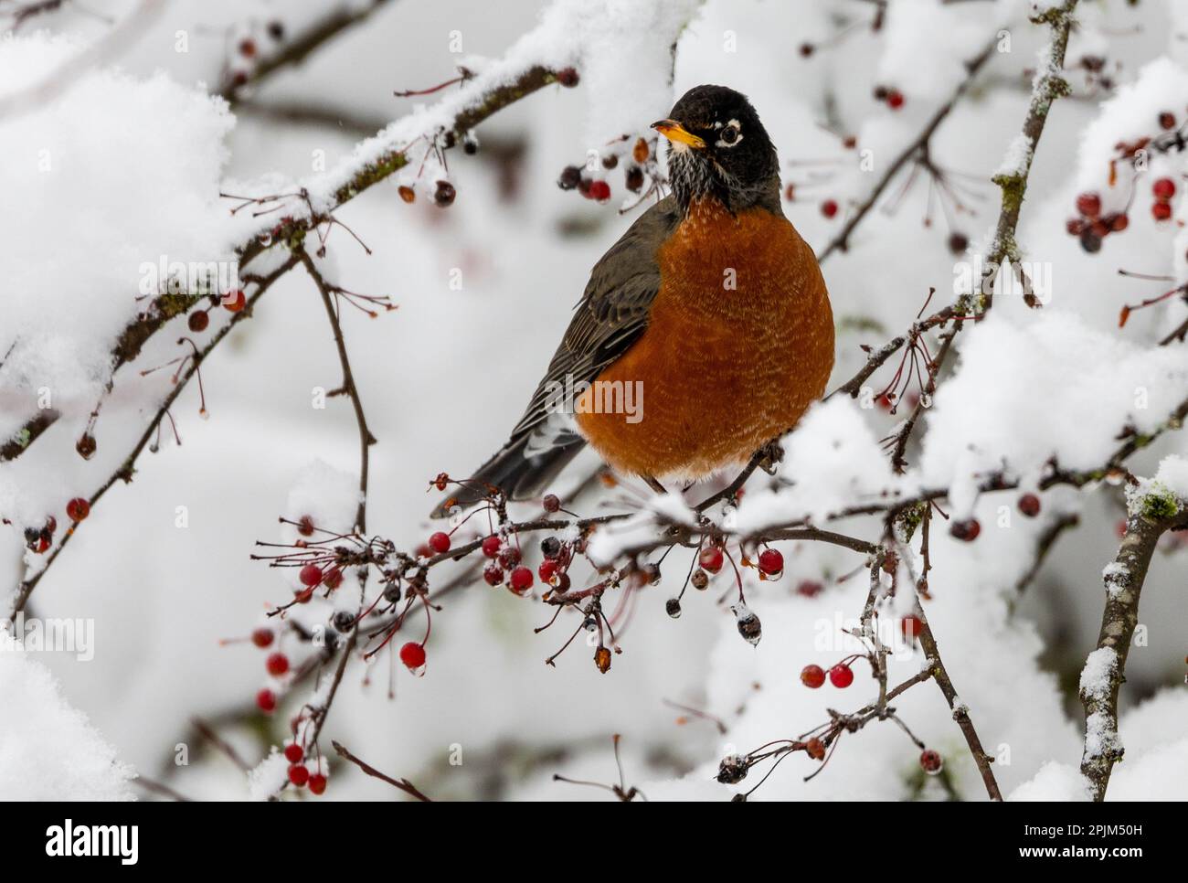 Red robin snow hi-res stock photography and images - Alamy