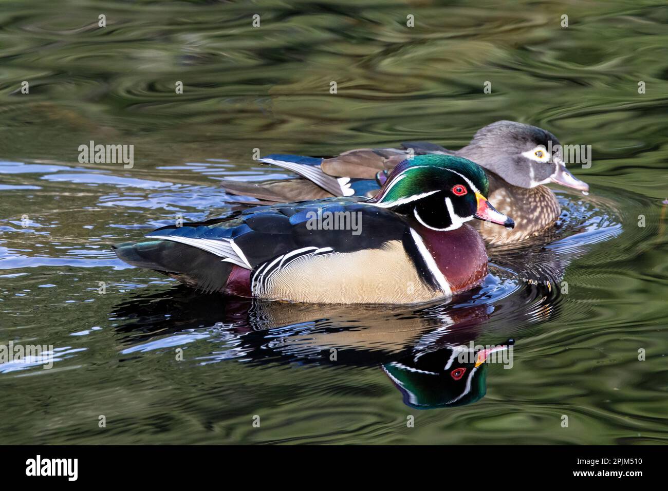 Drake and female hi-res stock photography and images - Alamy