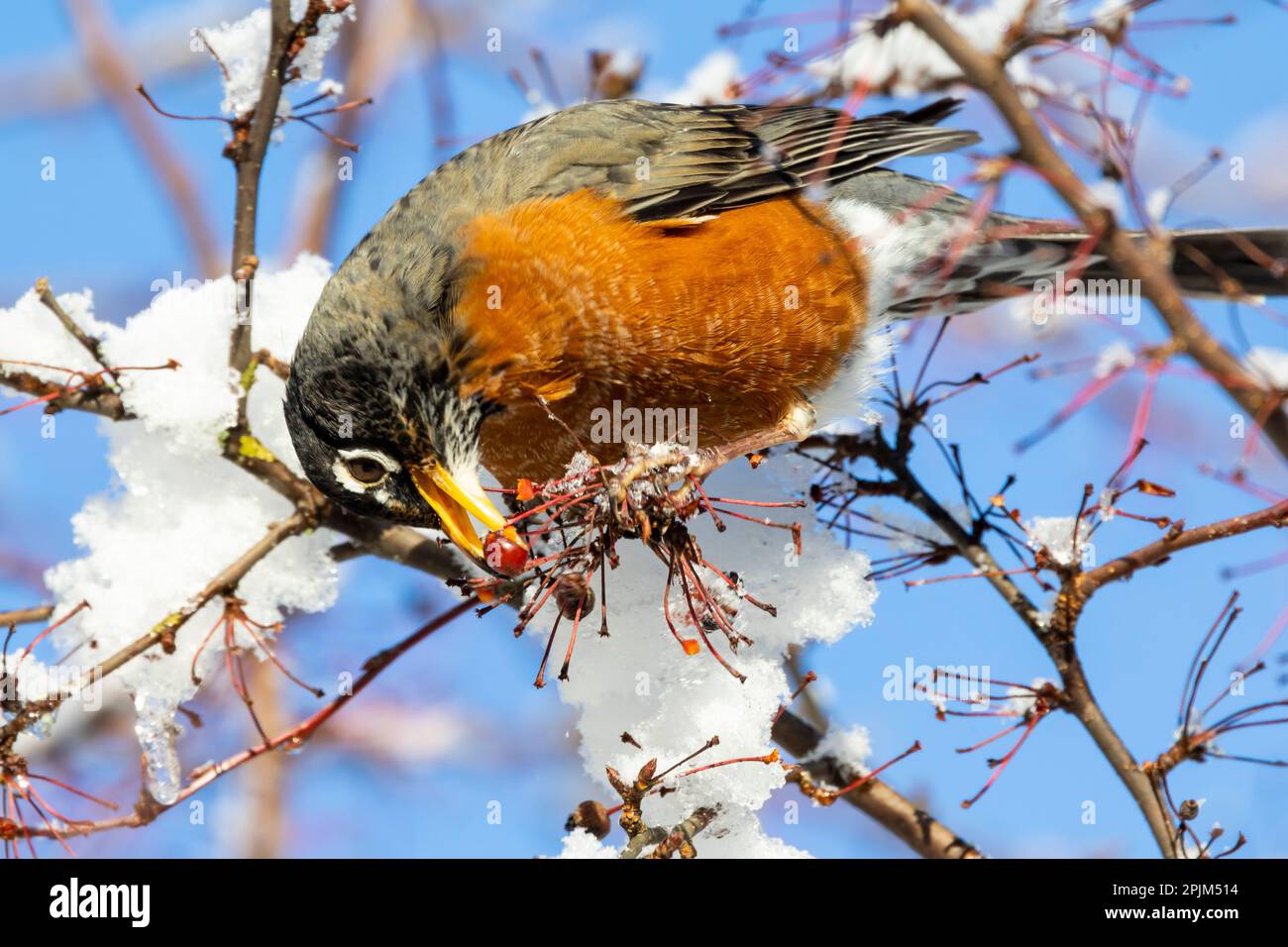 USA, Washington State, Sammamish. Red robin on snow covered Crabapple ...