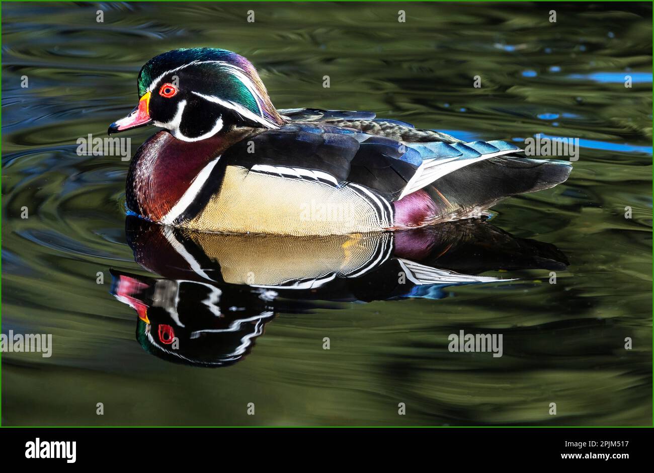 USA, Washington State, Sammamish. Yellow Lake with male drake wood duck ...
