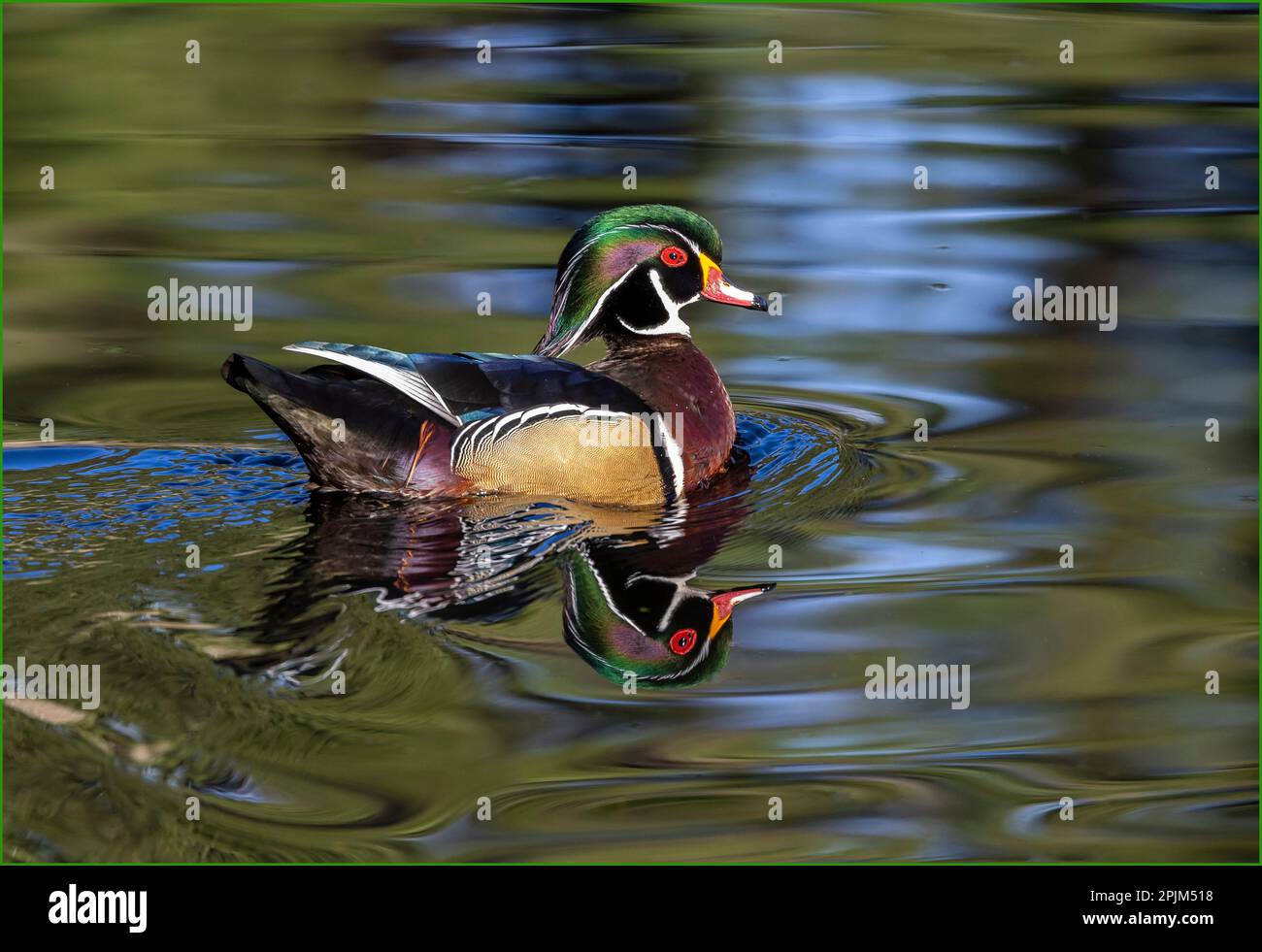 USA, Washington State, Sammamish. Yellow Lake with male drake wood duck ...