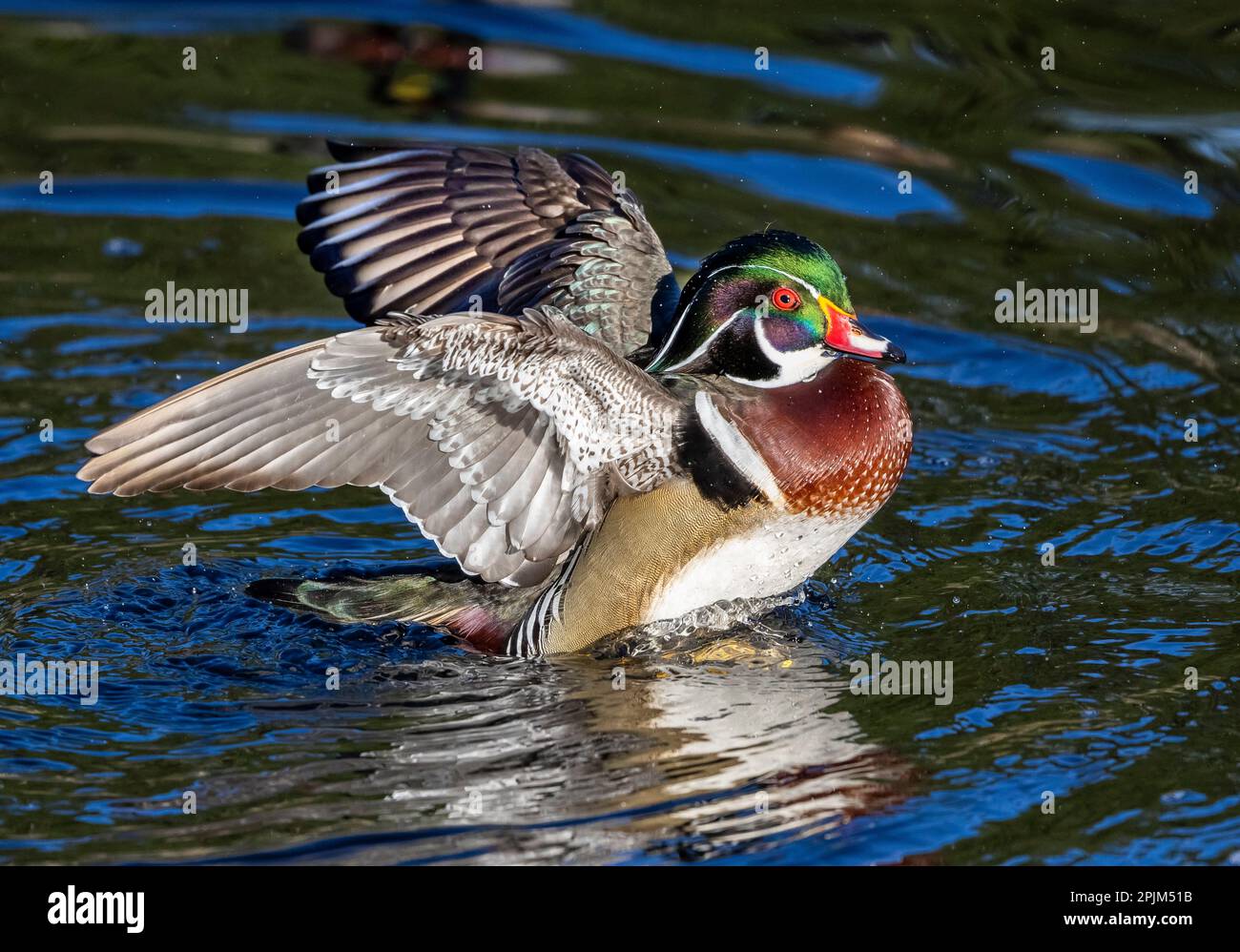 USA, Washington State, Sammamish. Yellow Lake with male drake wood duck ...
