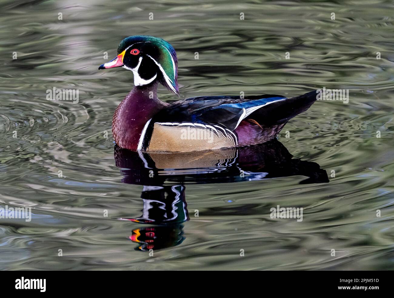 USA, Washington State, Sammamish. Yellow Lake with male drake wood duck ...