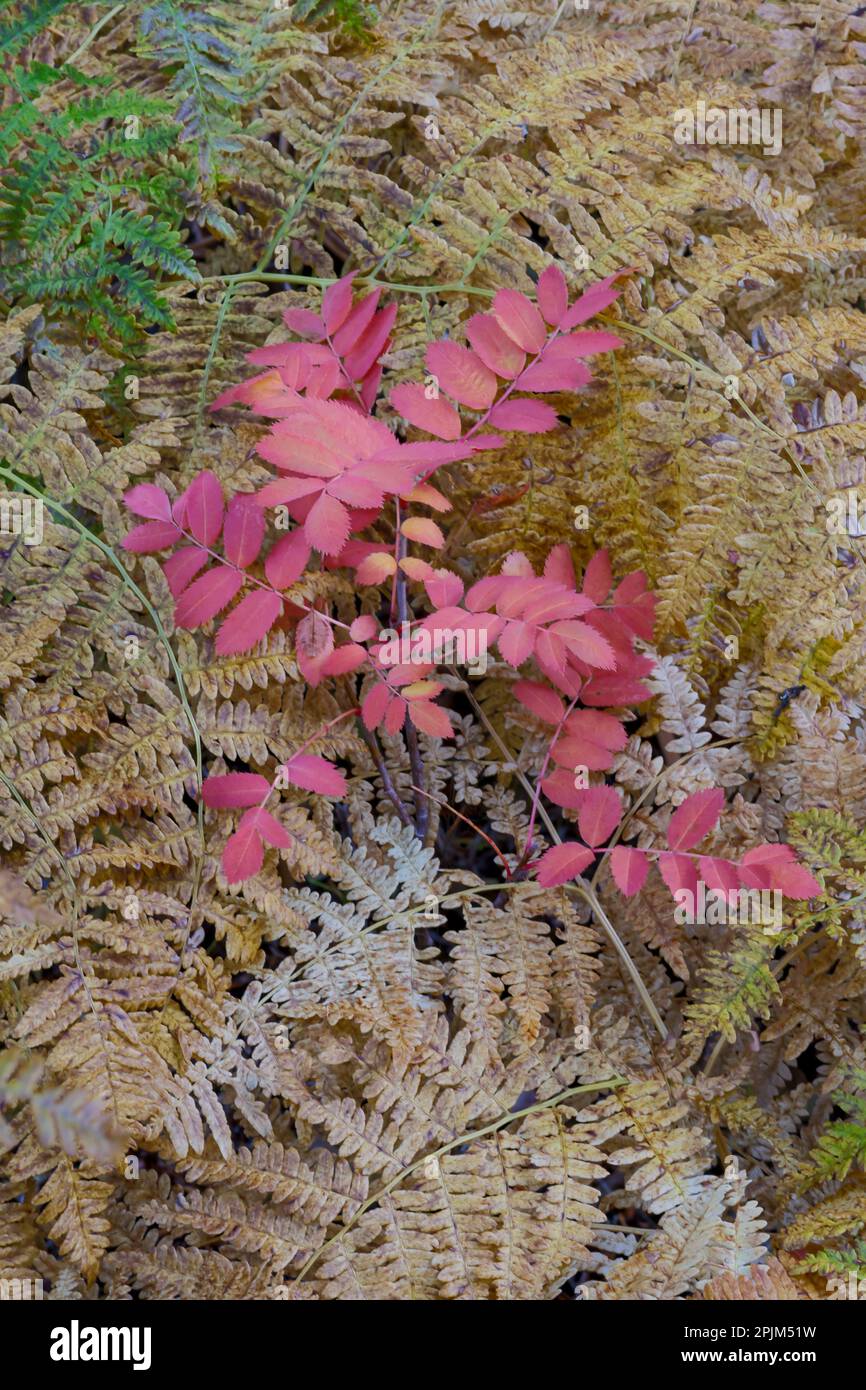 USA, Washington State. Cascade mountains near Stevens Pass fall colored ...